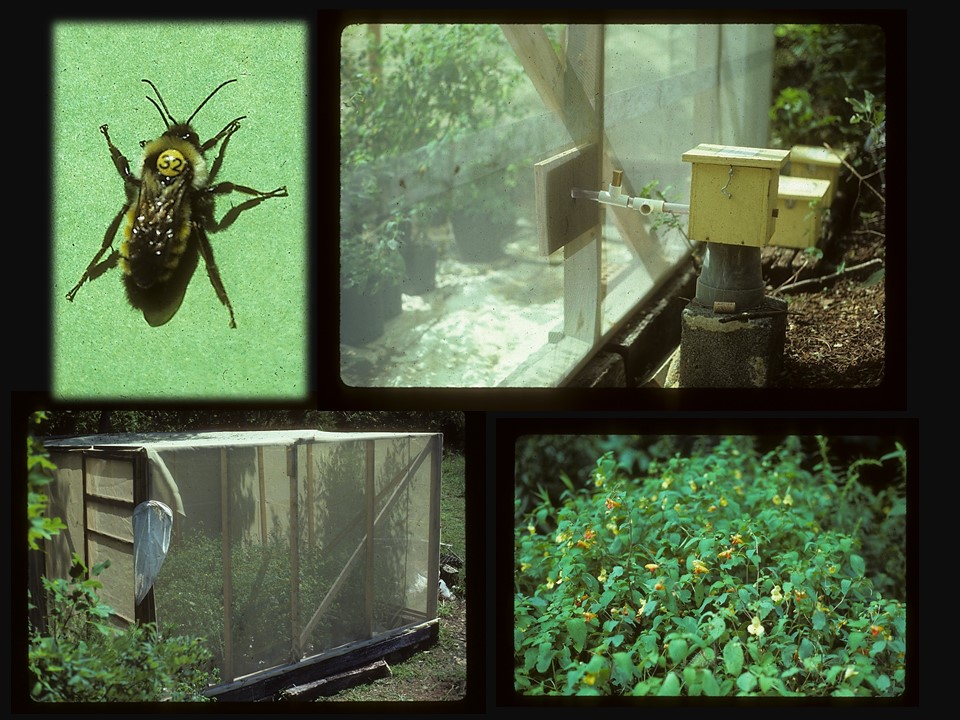 Johnny Randall - UNC Research